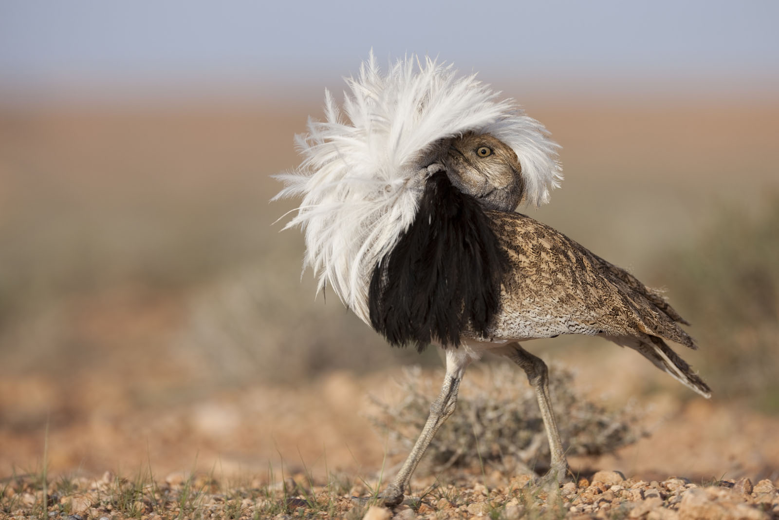 - ECWP - Emirates Center for Wildlife Propagation